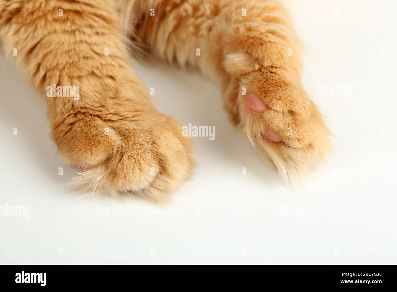 Red cat paw isolated on white background Stock Photo - Alamy