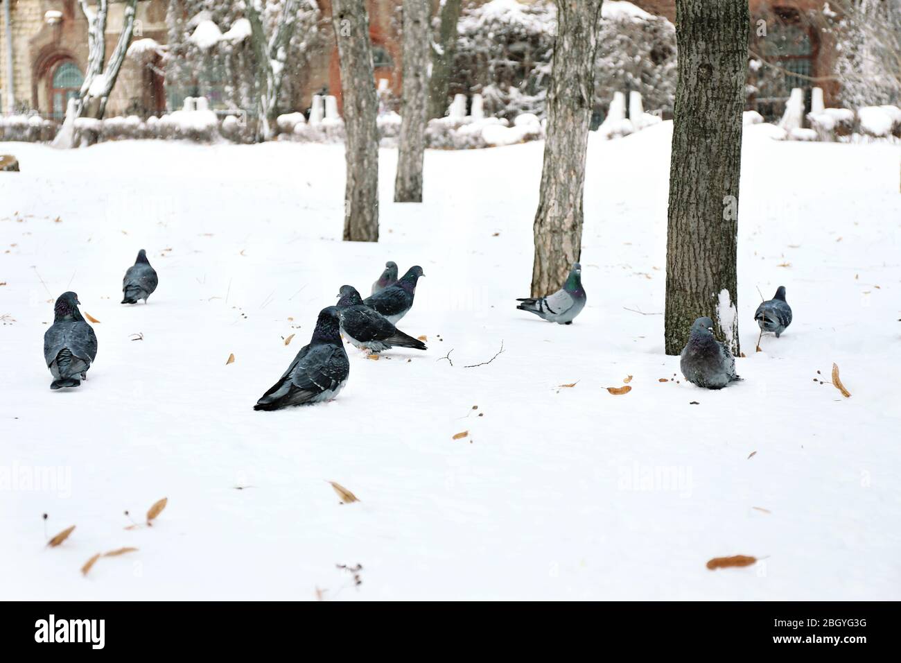Group of doves hi-res stock photography and images - Alamy