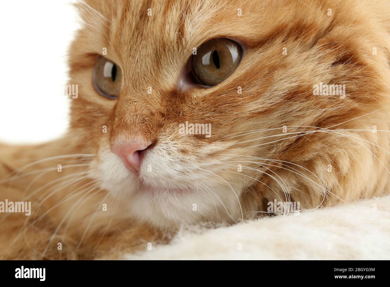 Red cat on warm plaid and white background Stock Photo - Alamy