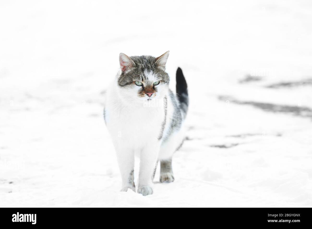 Snow on hair Cut Out Stock Images & Pictures - Alamy