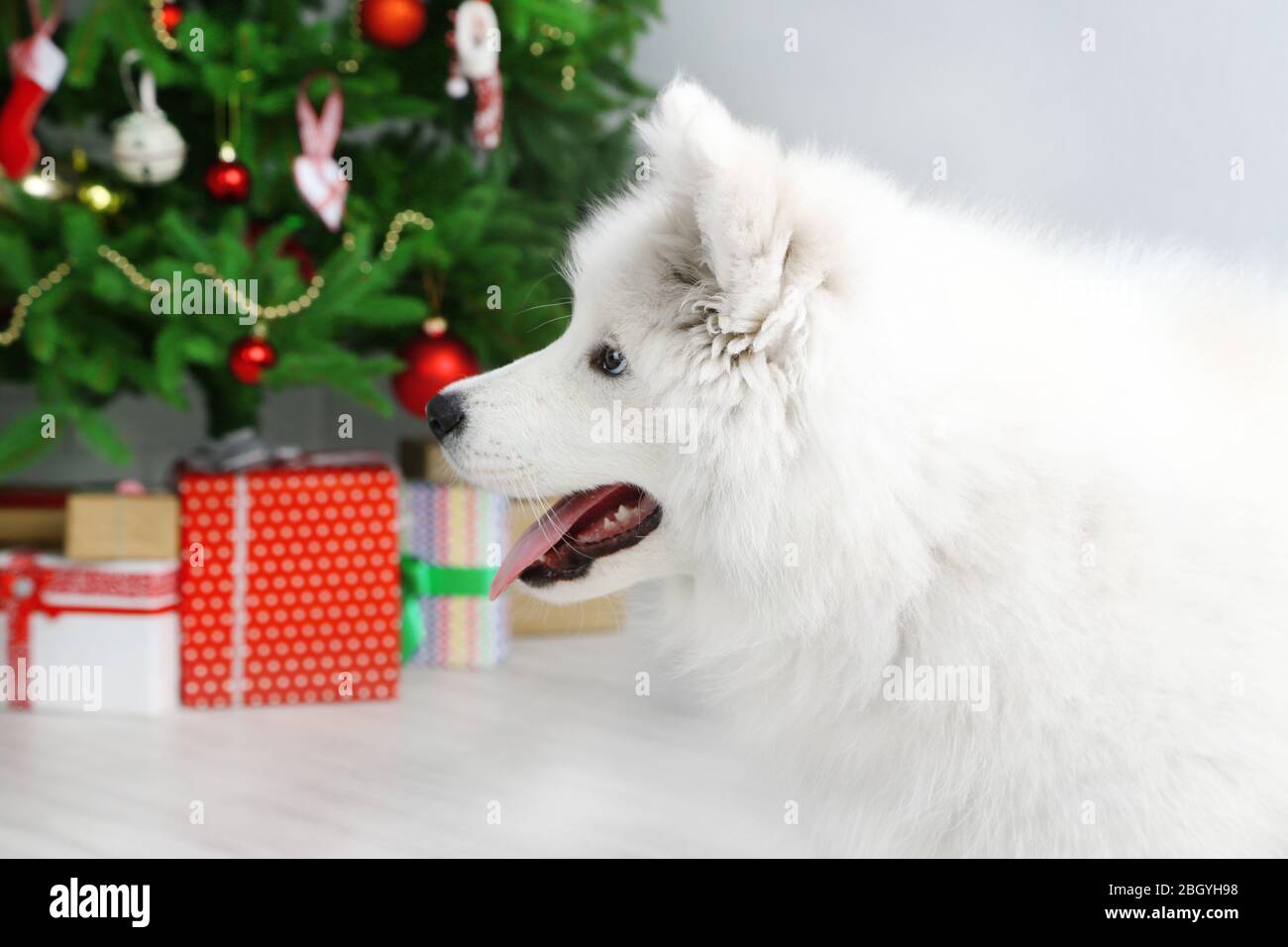 Playful Samoyed dog in room with Christmas tree on background Stock ...