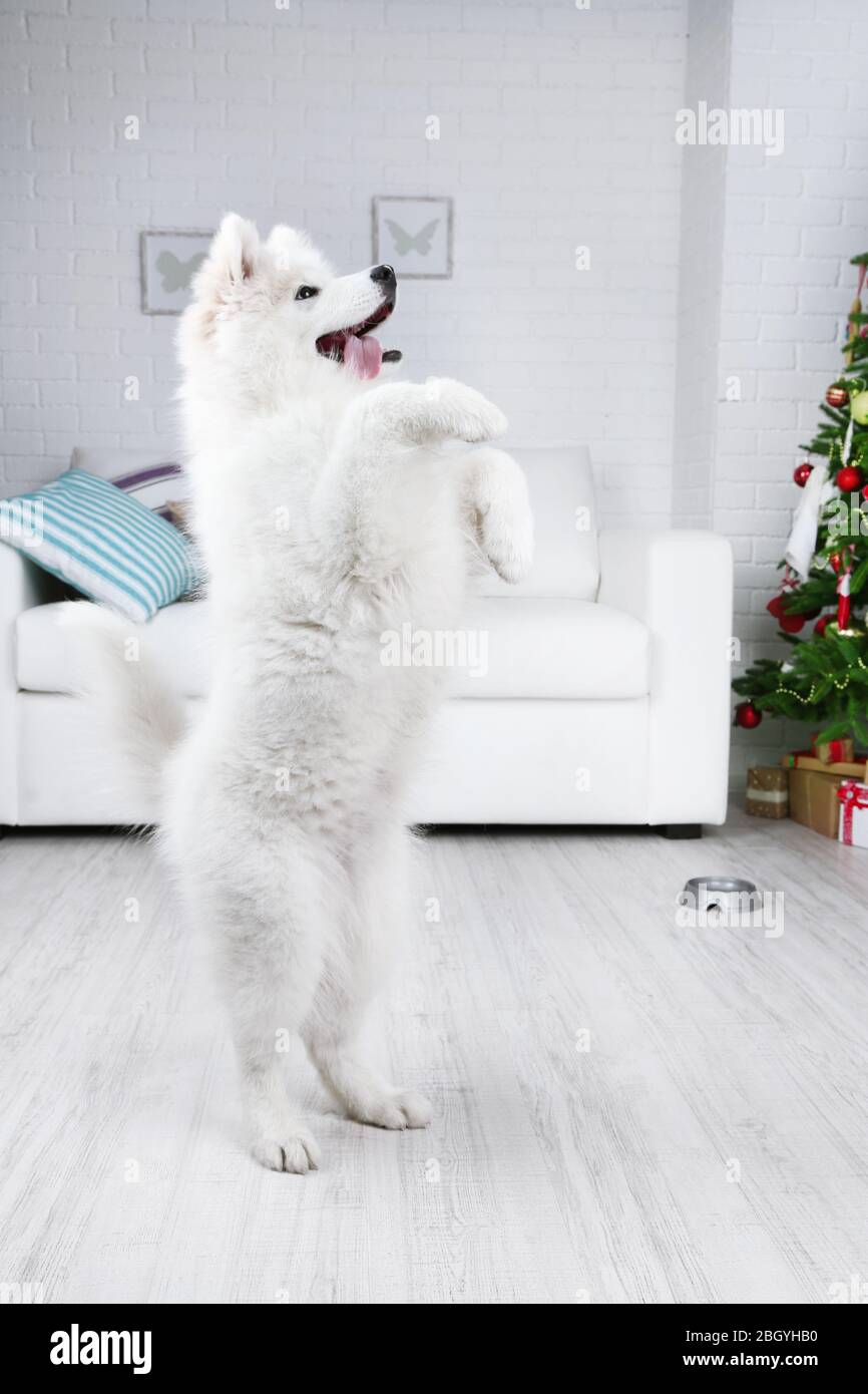 Samoyed dog execute a command in room with Christmas tree on white sofa ...