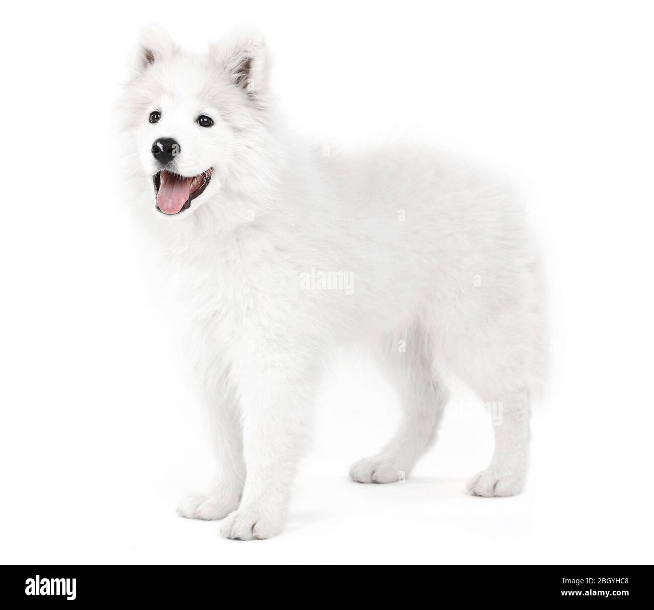 Friendly Samoyed dog isolated on white Stock Photo - Alamy