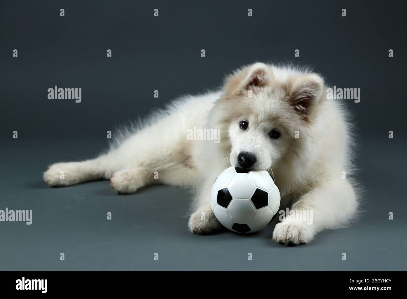 Lovable Samoyed dog playing with ball on dark background Stock Photo ...