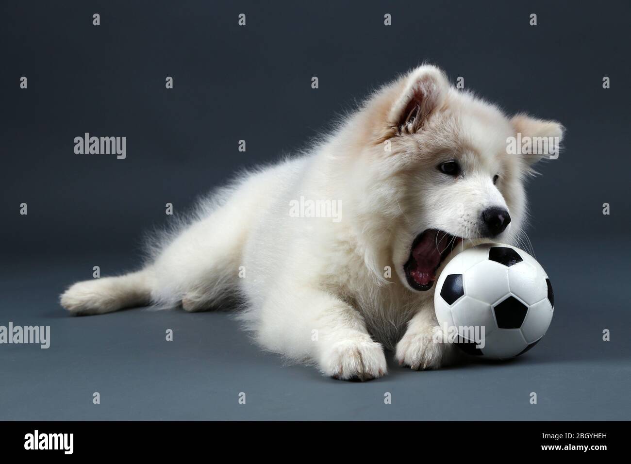 Lovable Samoyed dog playing with ball on dark background Stock Photo ...