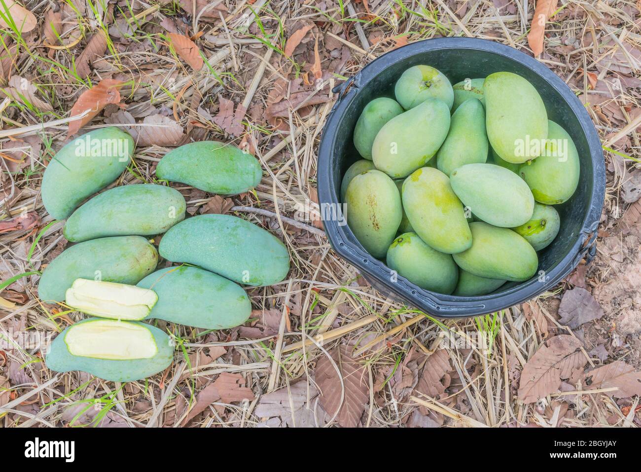 Mango Cultivation High Resolution Stock Photography and Images - Alamy