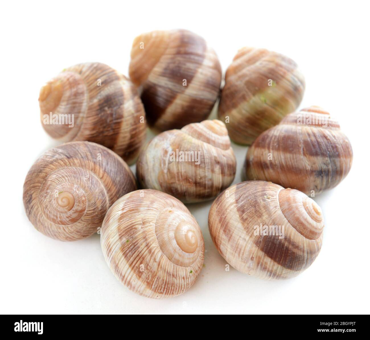 Sea snails cooking Cut Out Stock Images & Pictures - Alamy