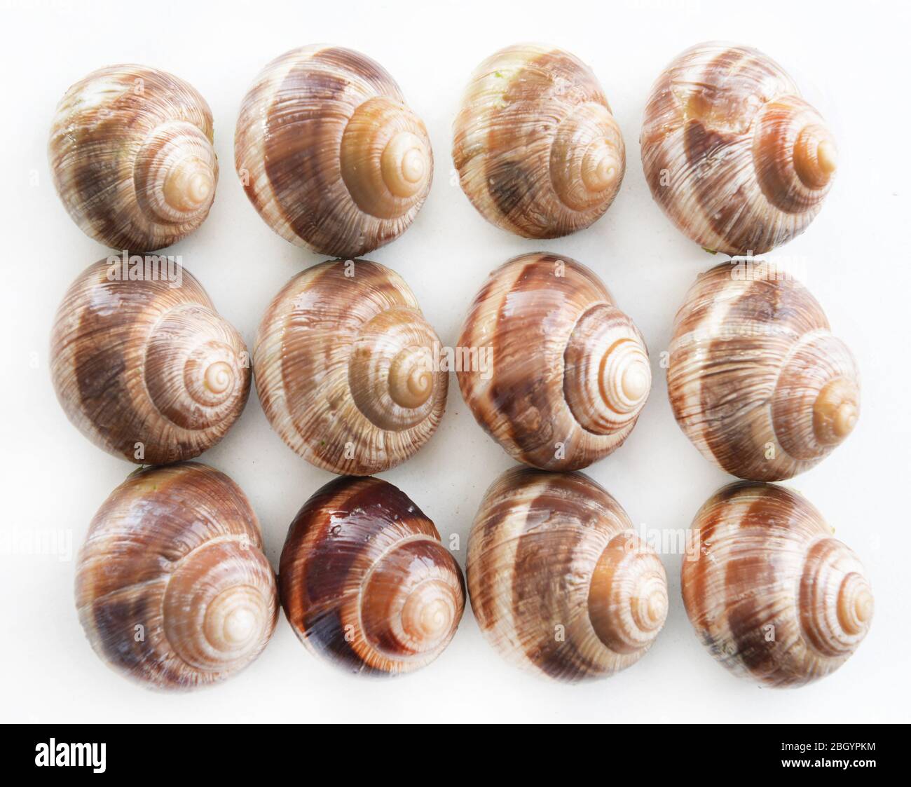 Sea snails cooking Cut Out Stock Images & Pictures - Alamy