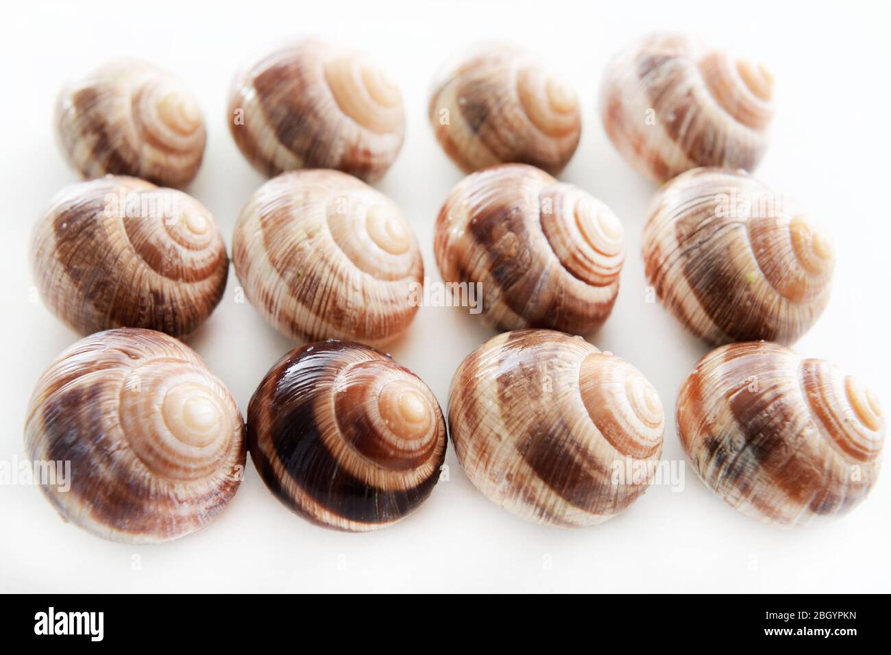 Snails isolated on white Stock Photo - Alamy