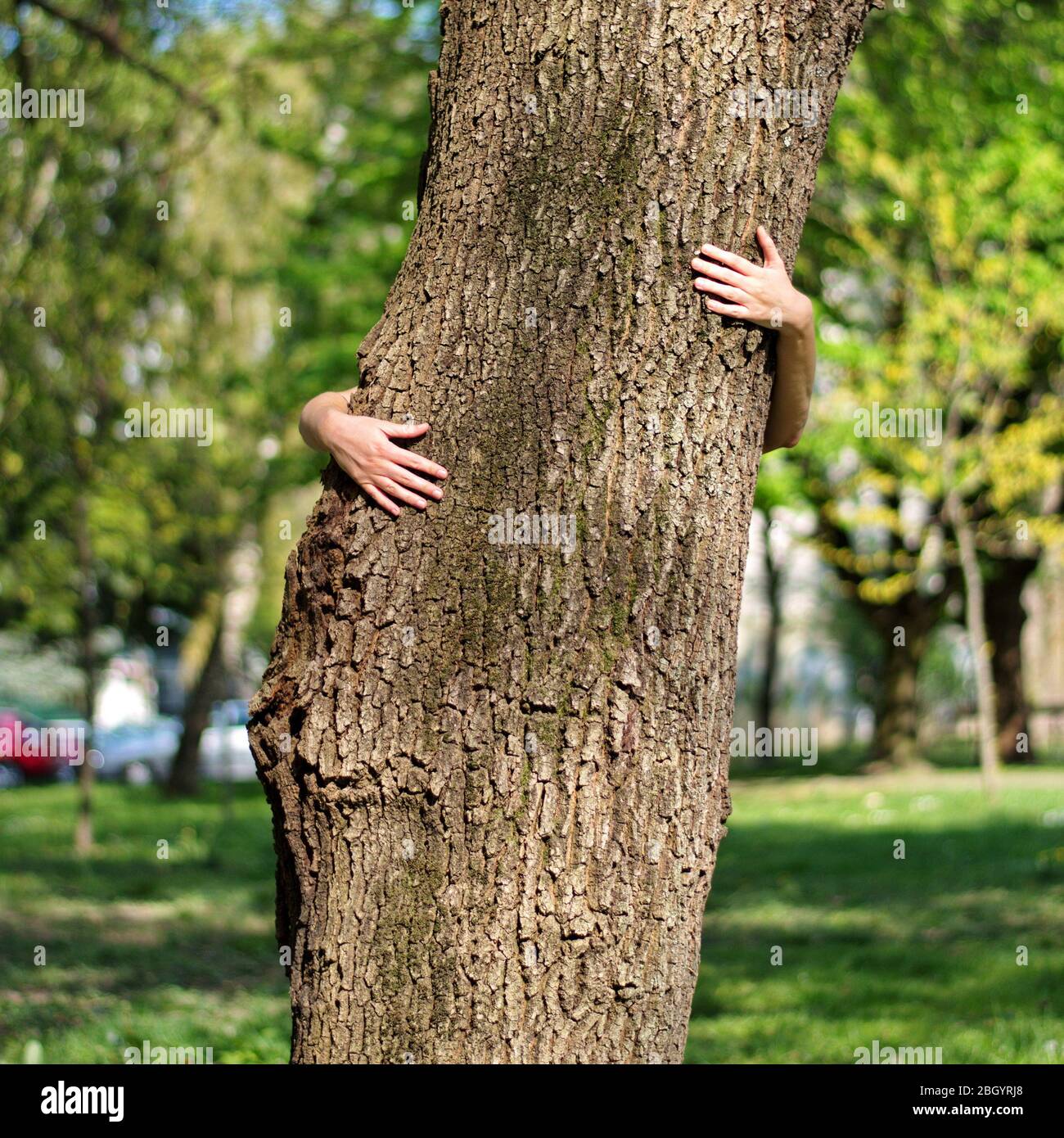 Holding hands around a tree hi-res stock photography and images - Alamy