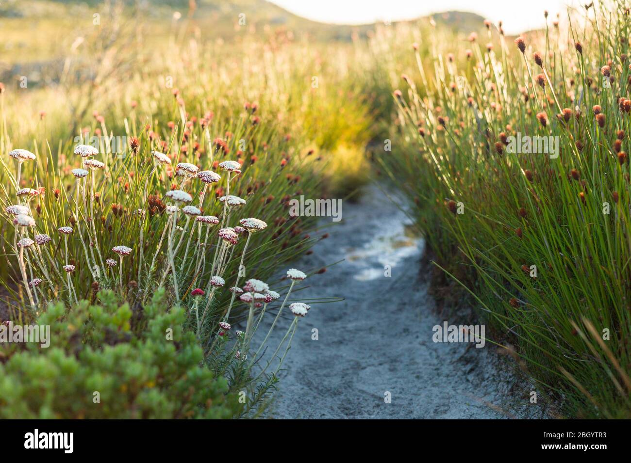 Fynbos flower hi-res stock photography and images - Alamy