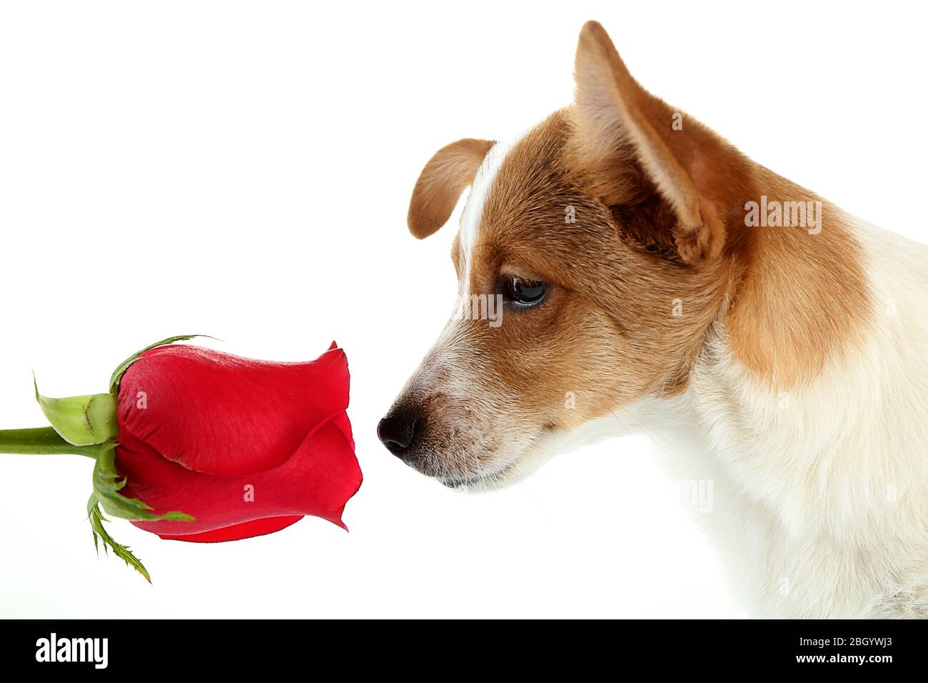 Dog with red rose, isolated on white Stock Photo - Alamy