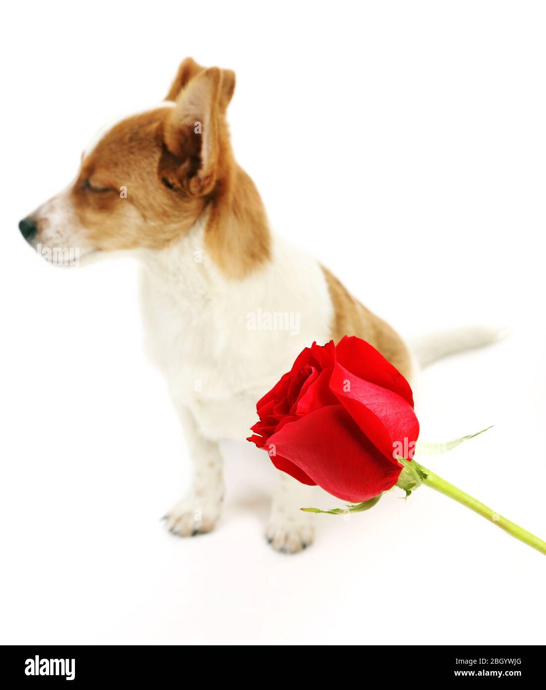 Jack and rose Cut Out Stock Images & Pictures - Alamy