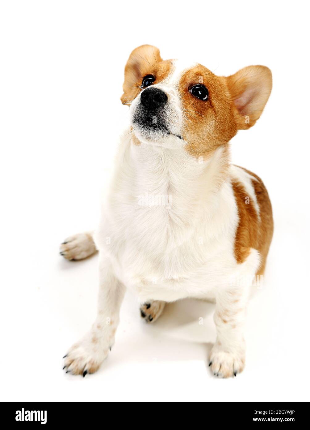 Cute dog isolated on white background Stock Photo - Alamy