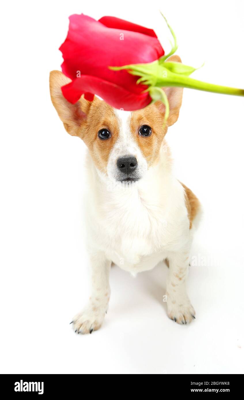 Dog with rose in mouth hi-res stock photography and images - Alamy