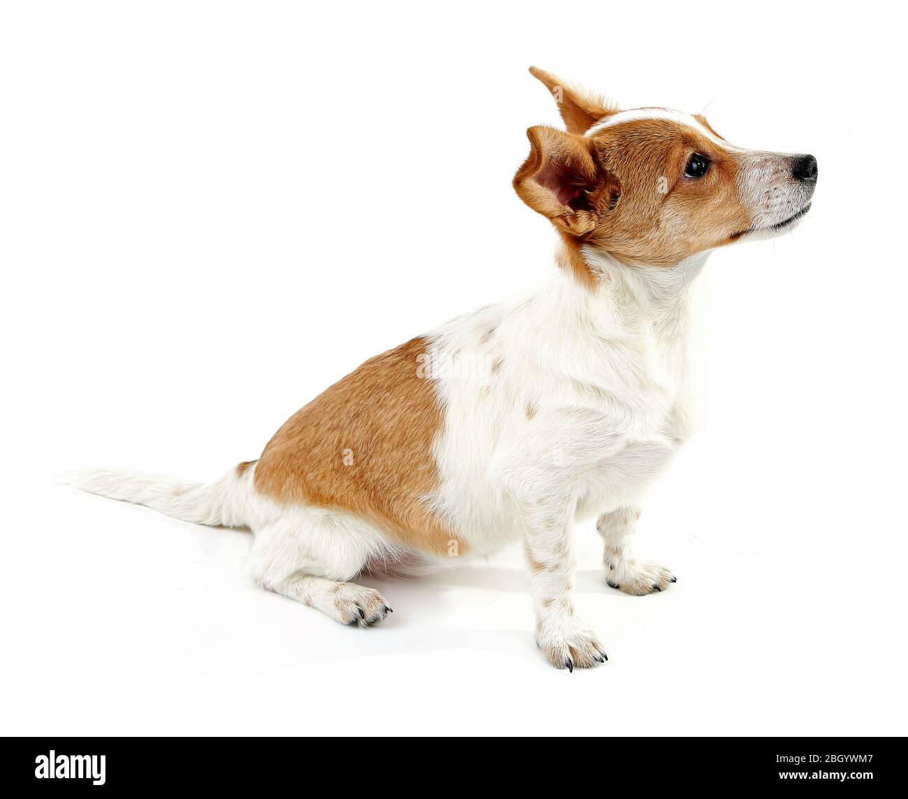 Cute dog isolated on white background Stock Photo - Alamy