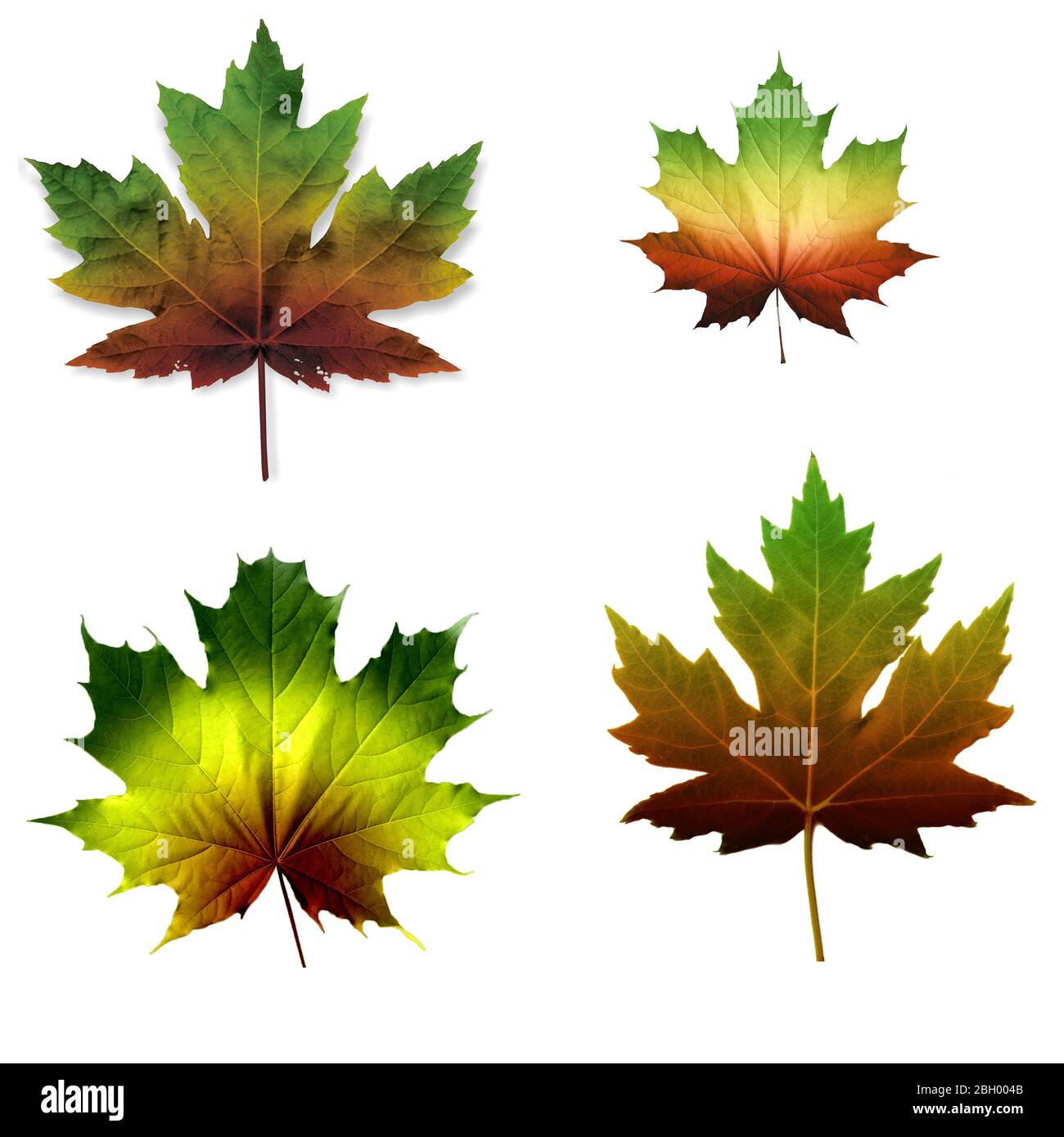 a set of canadian maple leaf isolated on white Stock Photo - Alamy
