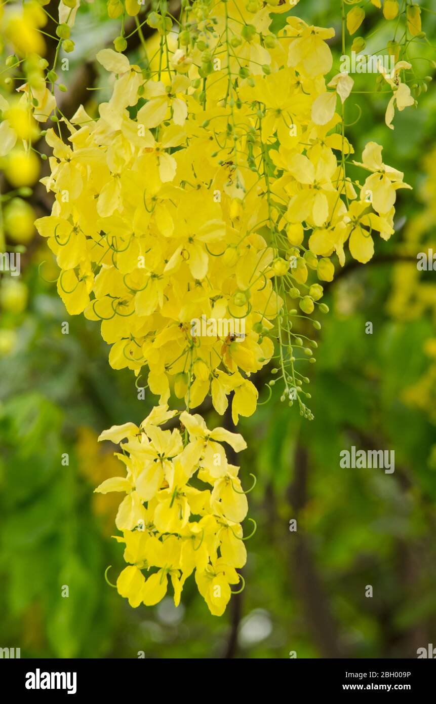 Cassia fistula is plant of thailand and its flower is Thailand's ...