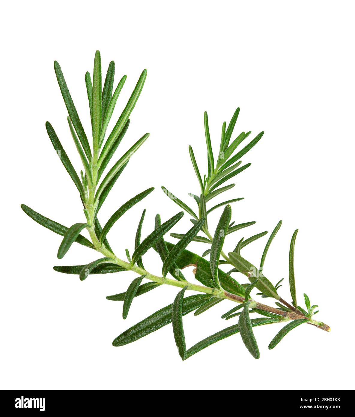 Rosemary isolated on white background, Top view with clipping path ...