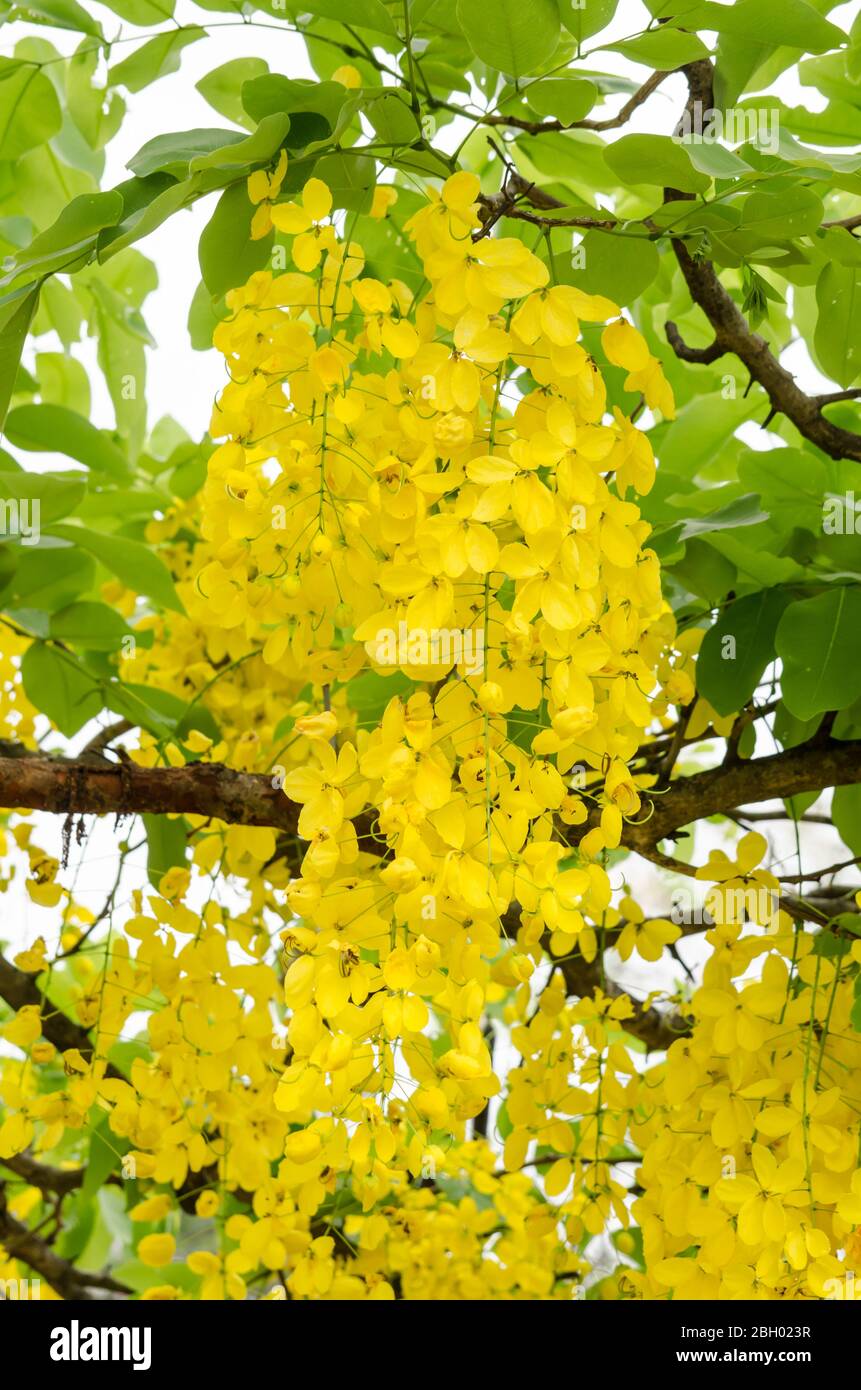 Cassia fistula is plant of thailand and its flower is Thailand's ...