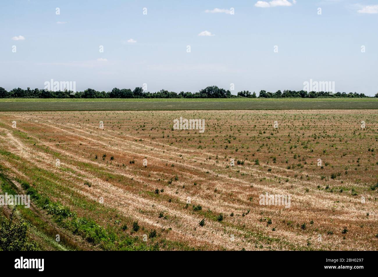 Striped surface of brown stubble at sloping field and single lane ...