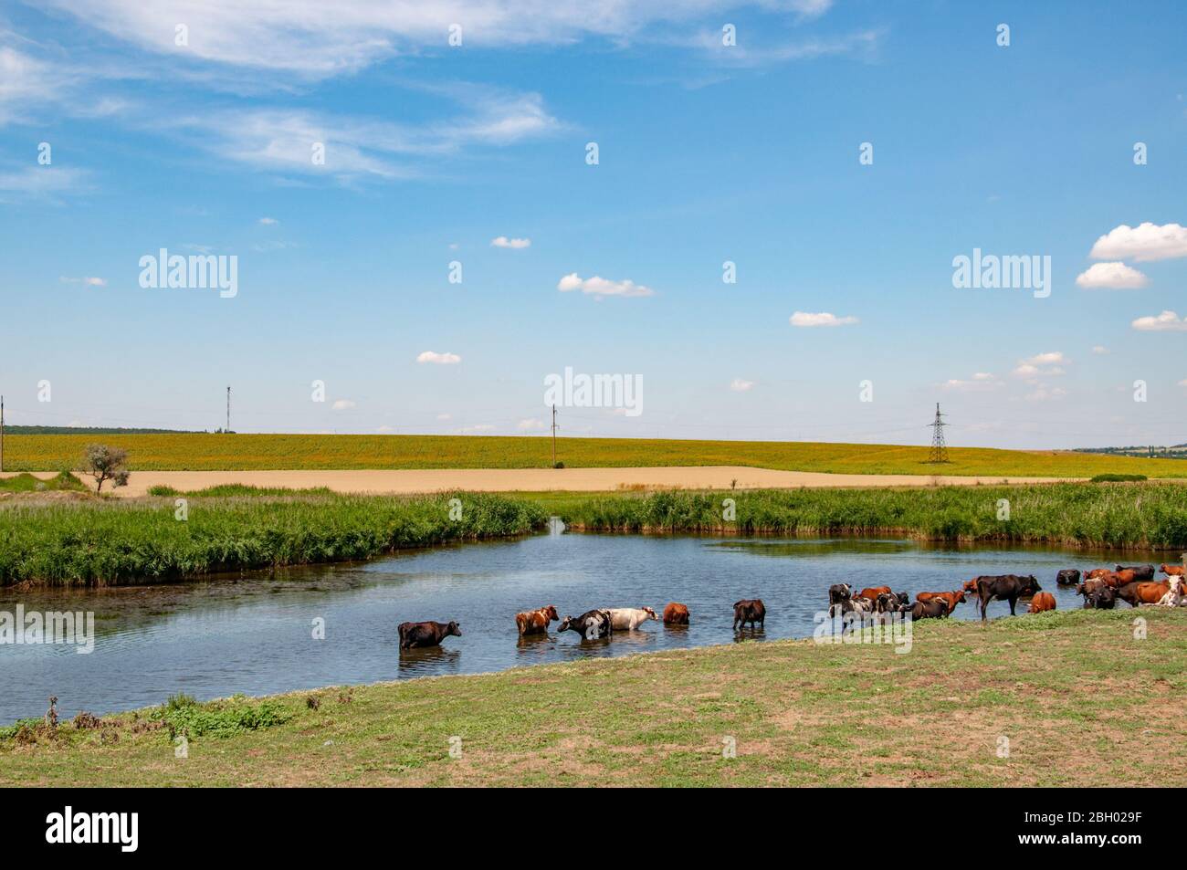 Summer pasture landscape of lake and herd of cows grazing and drinking ...