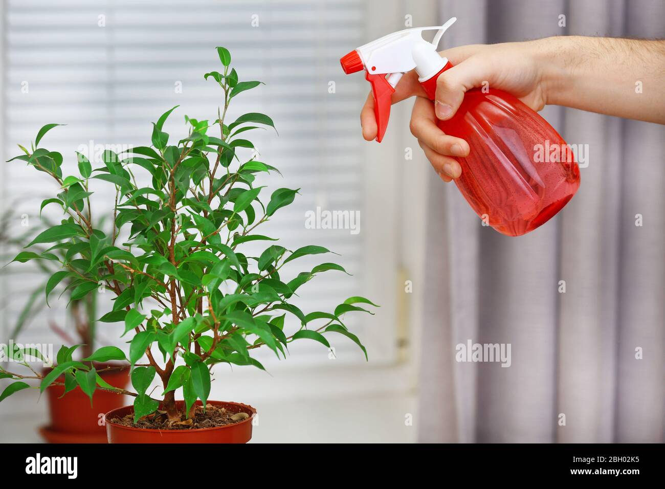 Male hand spraying flowers on white window background Stock Photo - Alamy