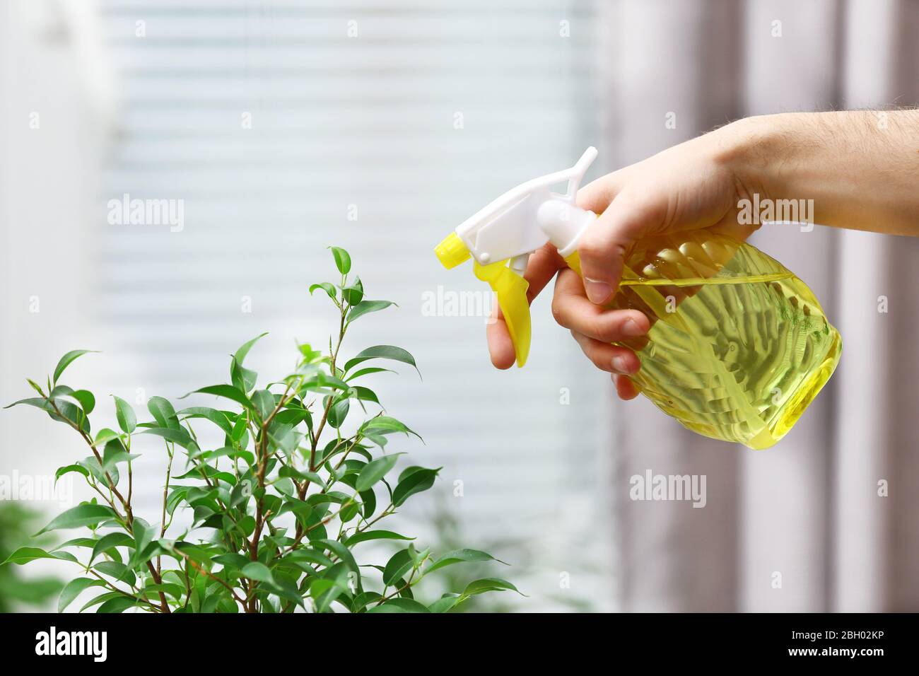 Male hand spraying flowers on white window background Stock Photo - Alamy
