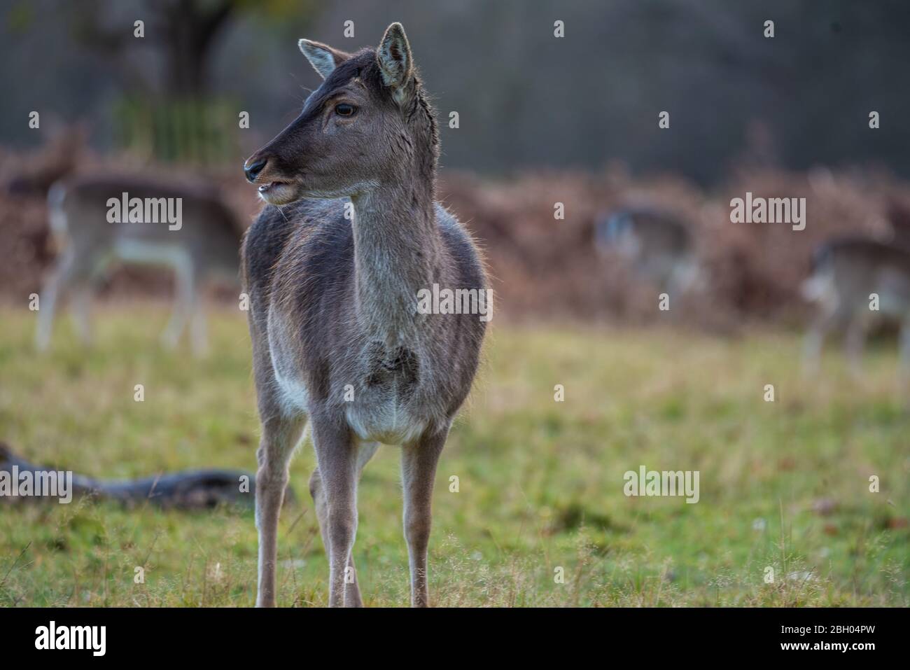 Wildlife in london hi-res stock photography and images - Alamy