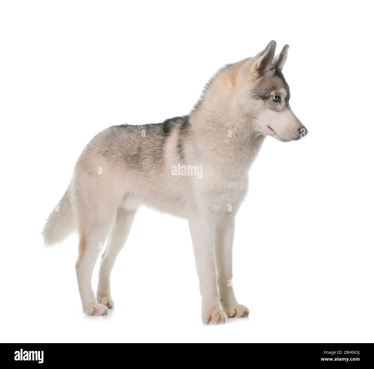 gray siberian husky in front of white background Stock Photo - Alamy