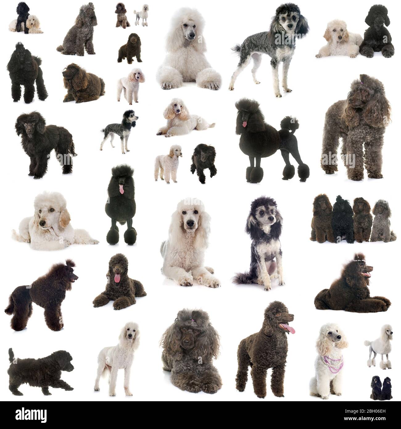 group of poodles in front of white background Stock Photo - Alamy
