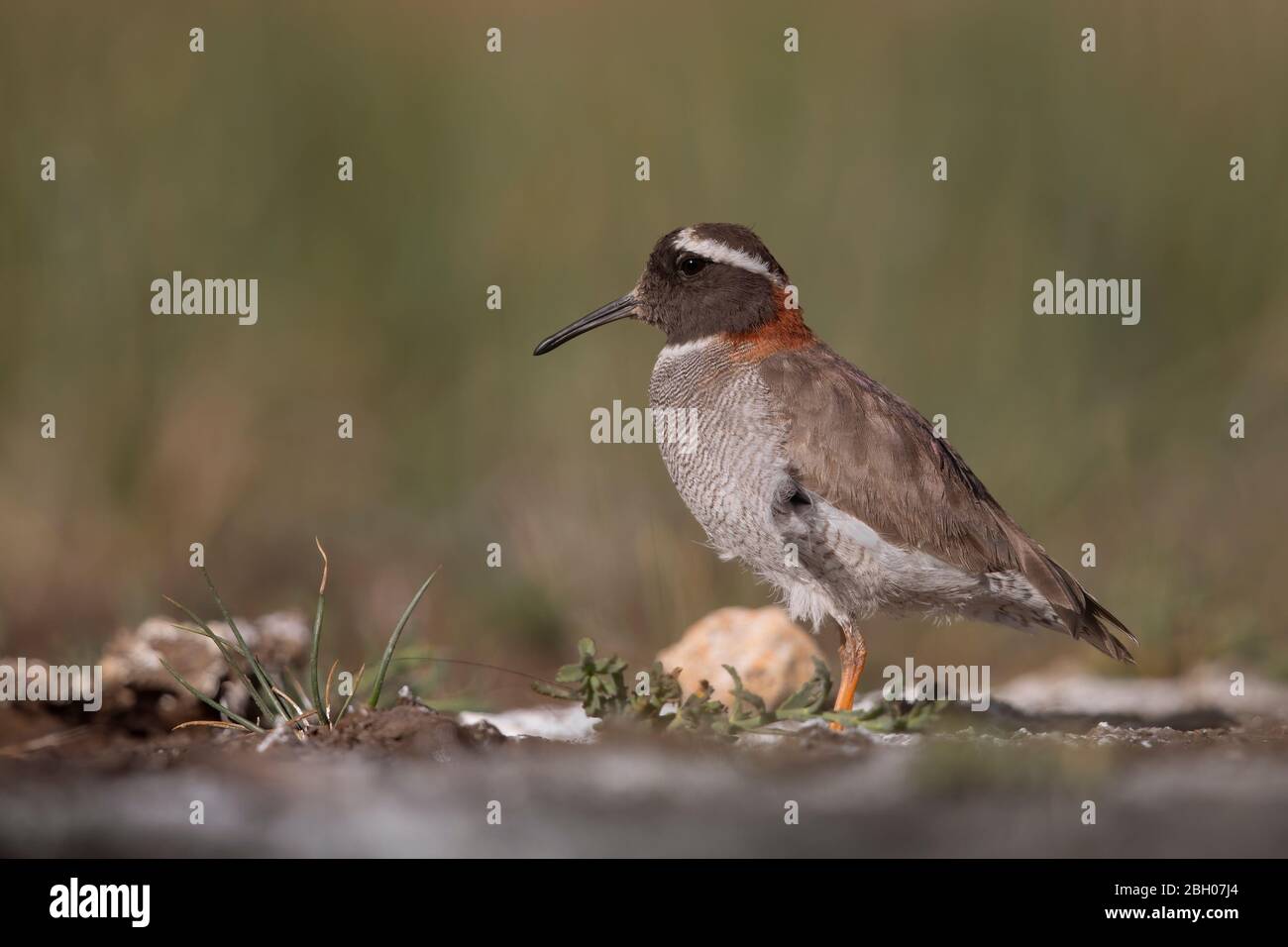 Diademed plover hi-res stock photography and images - Alamy