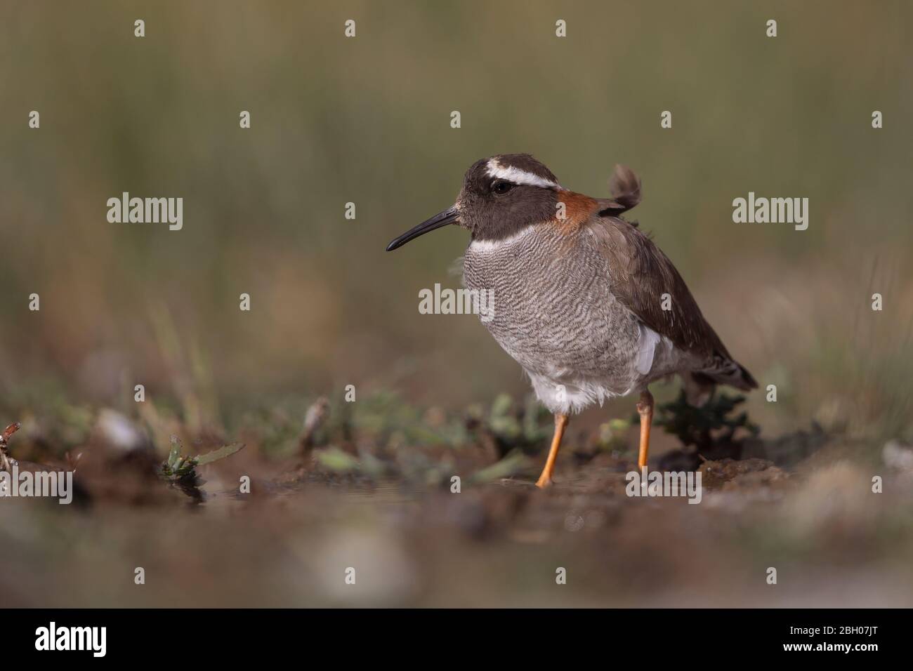 Diademed sandpiper plover hi-res stock photography and images - Alamy