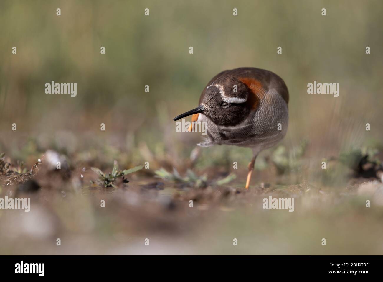 Diademed sandpiper plover hi-res stock photography and images - Alamy