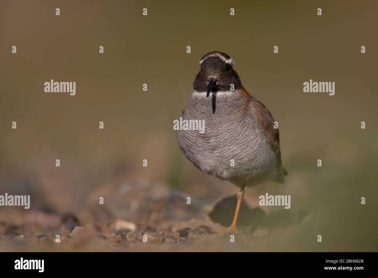 Diademed sandpiper plover hi-res stock photography and images - Alamy