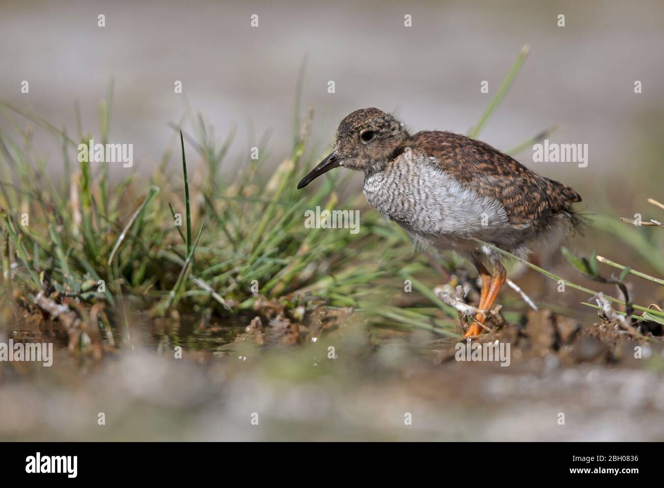 Diademed sandpiper plover hi-res stock photography and images - Alamy