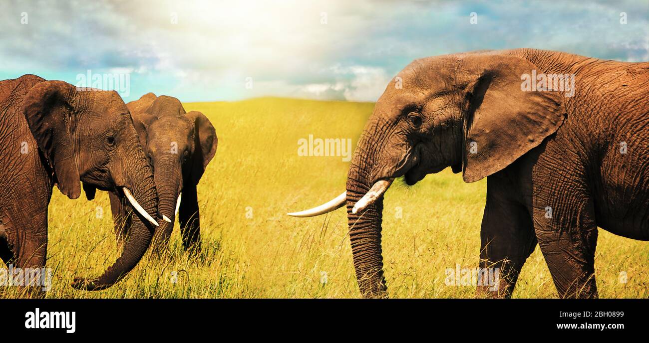Adult african elephants (Loxodonta africana) grazing in the african ...
