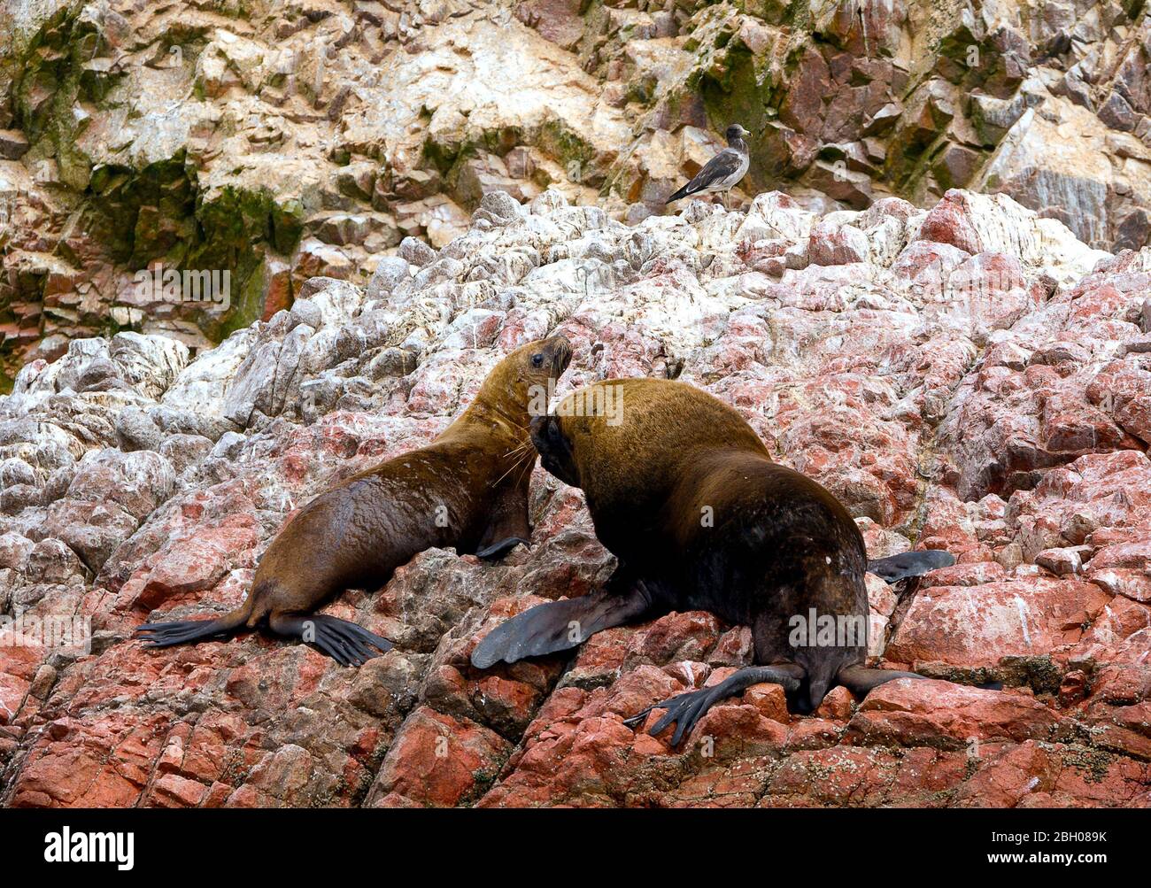 Female and male South American sea lions (Otaria flavescens) on the ...