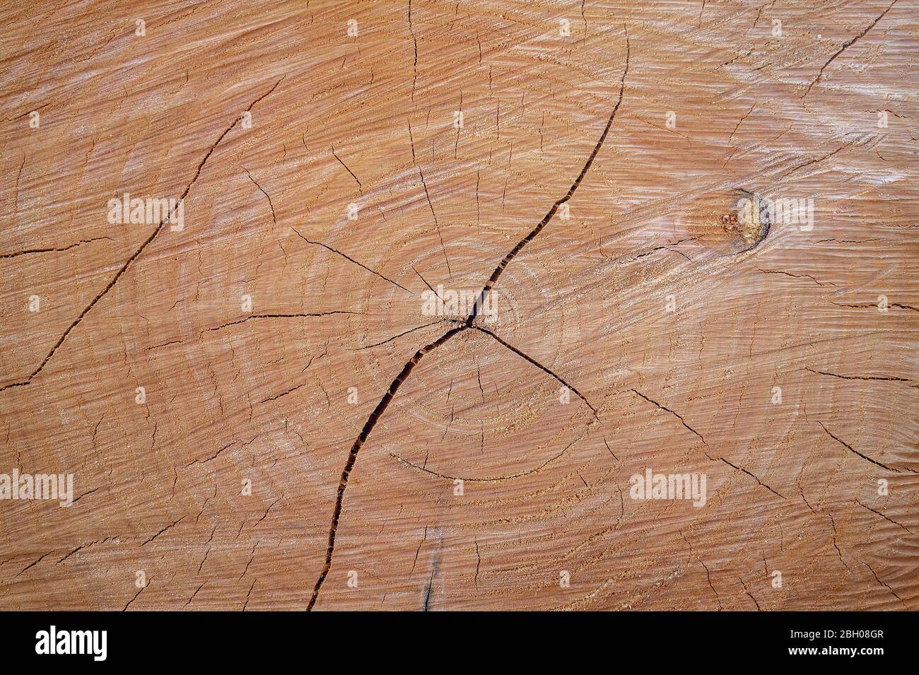 Annual growth rings on logged tree texture background Stock Photo - Alamy