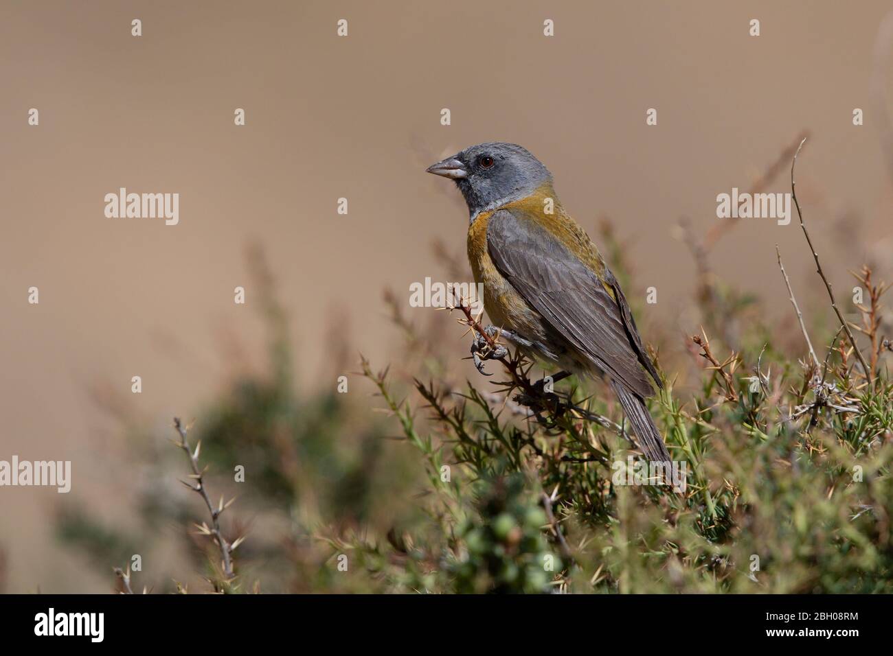 Grey hooded sierra finch phrygilus gayi hi-res stock photography and ...