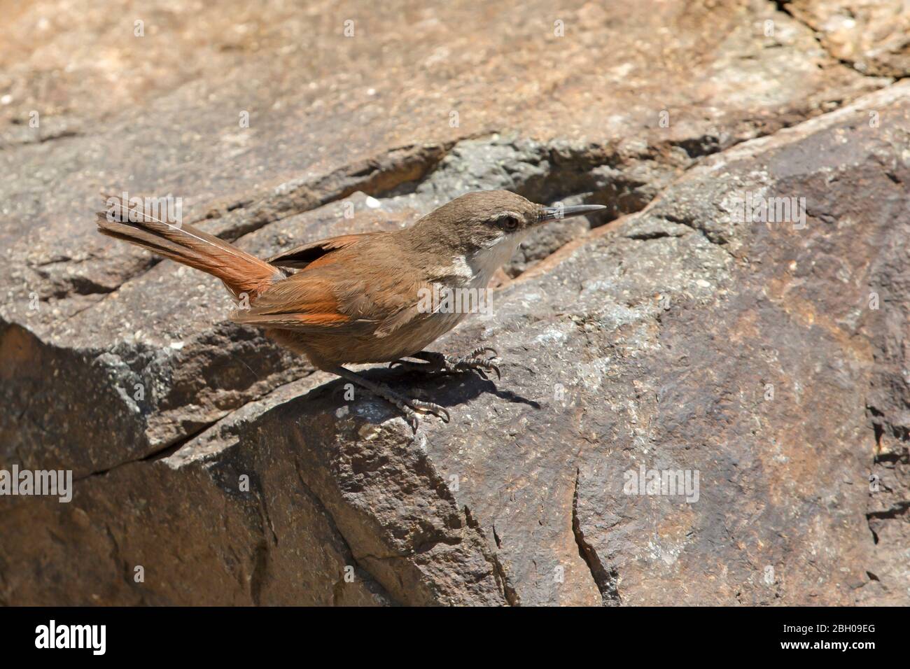 Chilia hi-res stock photography and images - Alamy