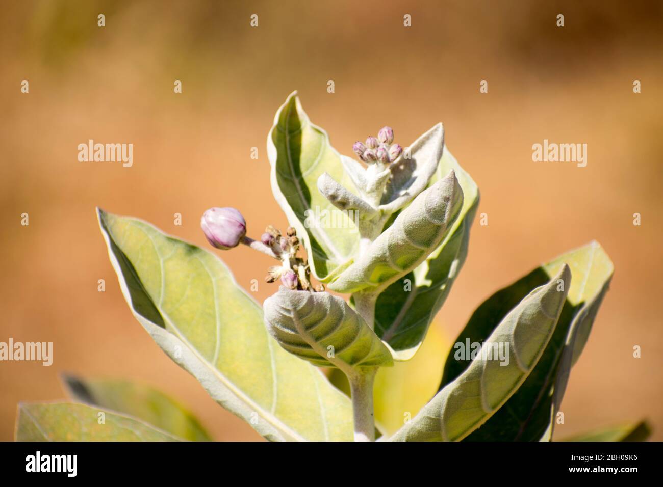 Calotropis gigantea hi-res stock photography and images - Alamy