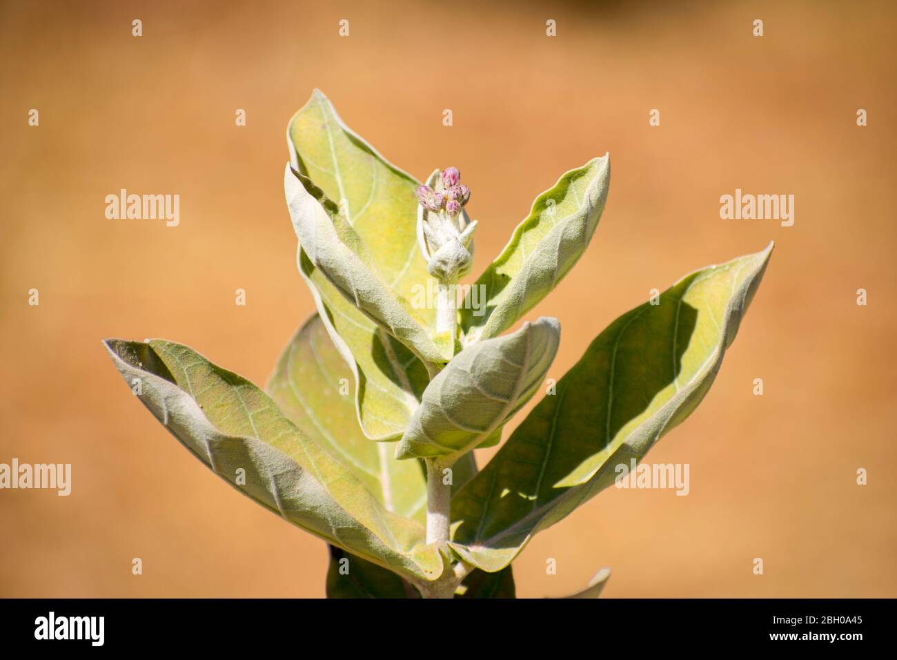 Calotropis gigantea (crown flower) Violet aak aakao flower Fruit Leaf ...