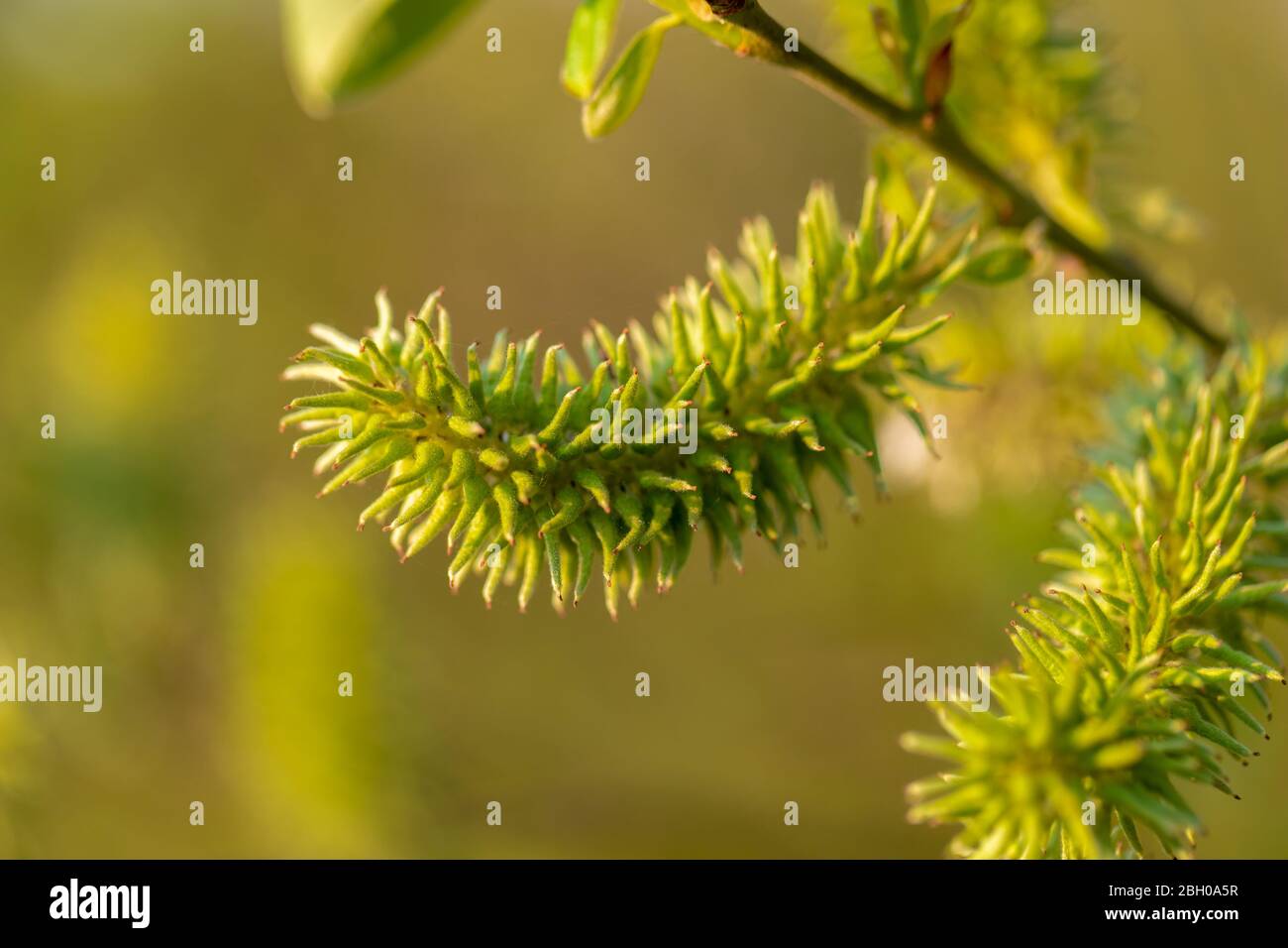 spring in Maastricht with a macro of fruits with spines growing in a ...