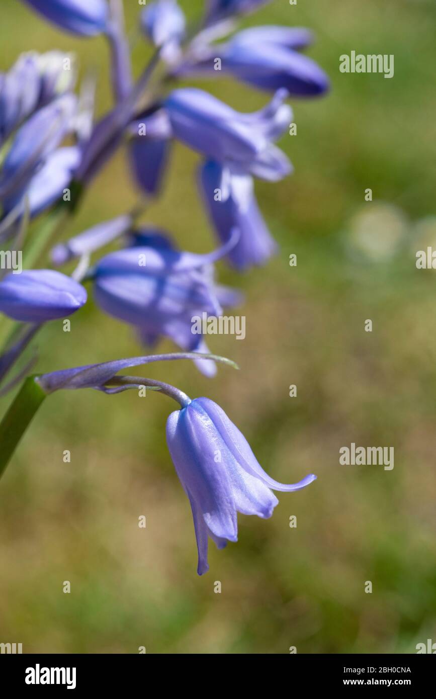 Hyacinthoides non scripta close up hi-res stock photography and images ...