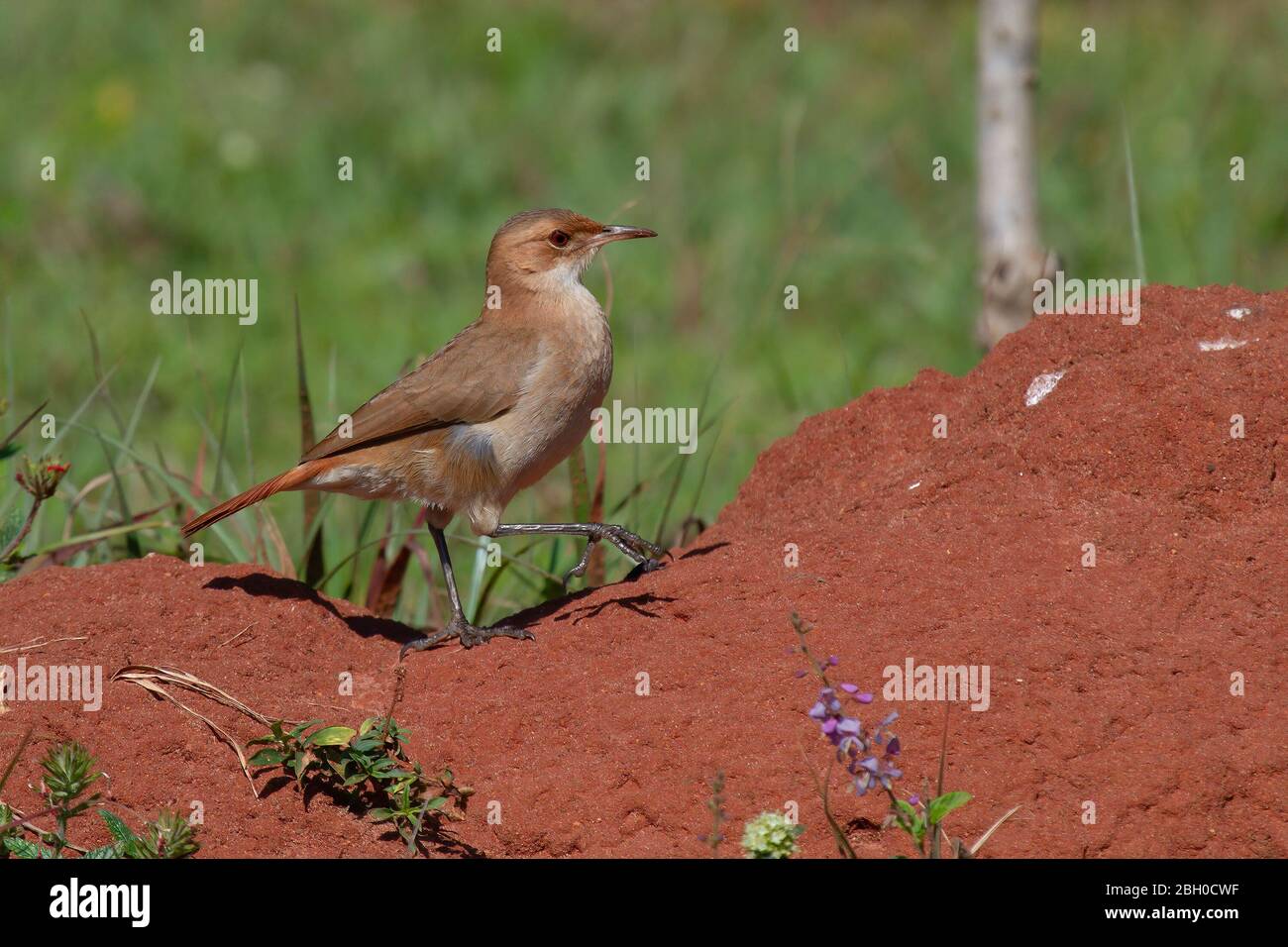 Hornero argentina hi-res stock photography and images - Alamy