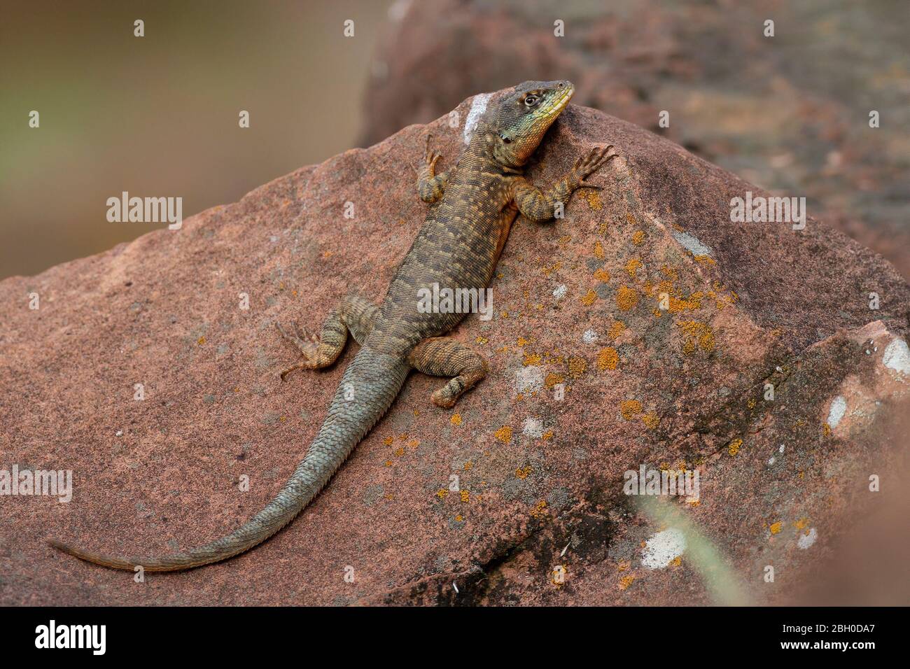 Amazon lava lizard hi-res stock photography and images - Alamy