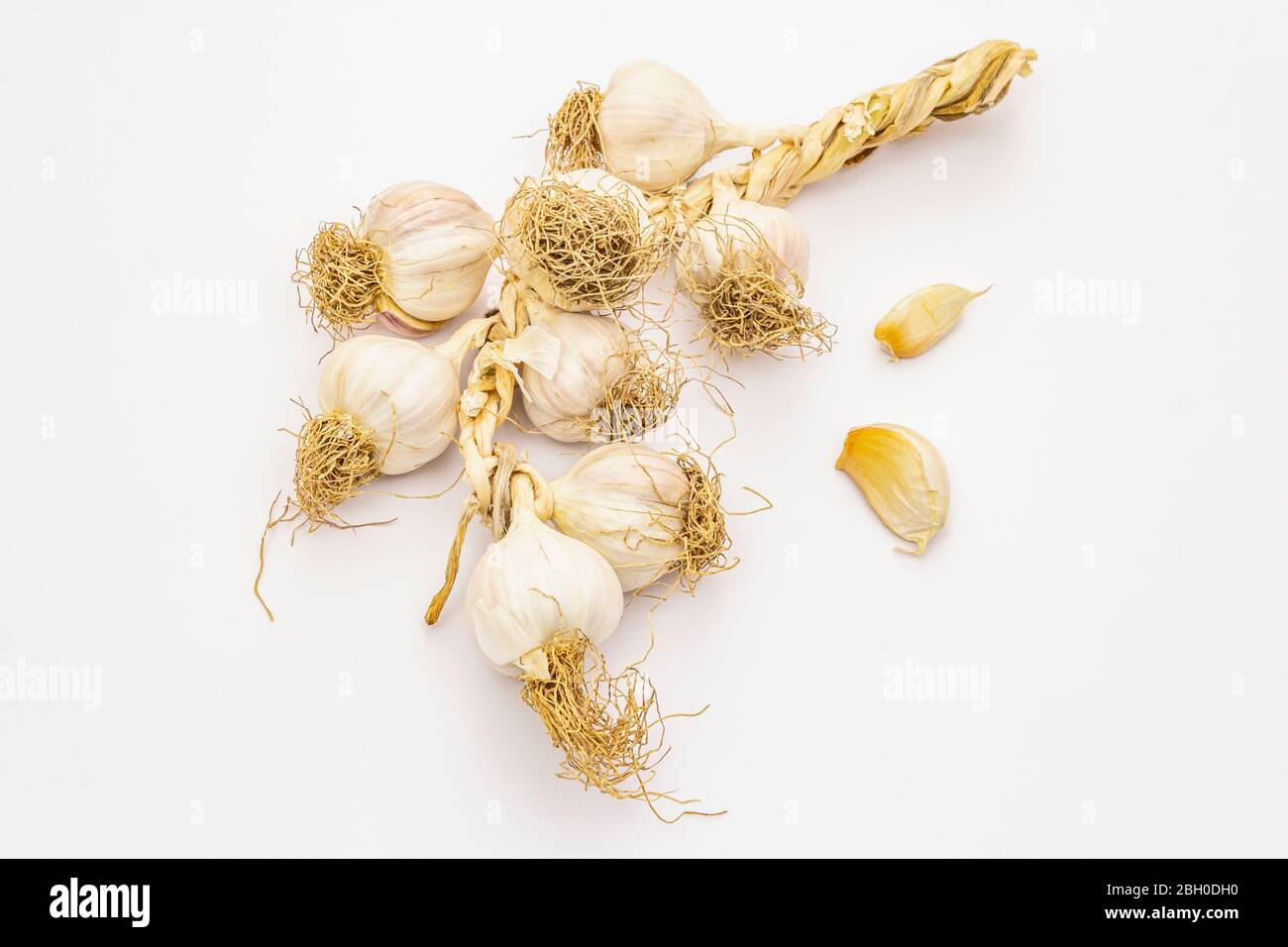 Ripe garlic heads isolated on white background. Traditional bunch for ...