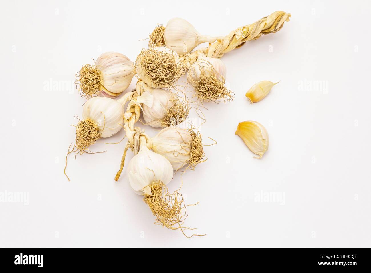 Ripe garlic heads isolated on white background. Traditional bunch for ...
