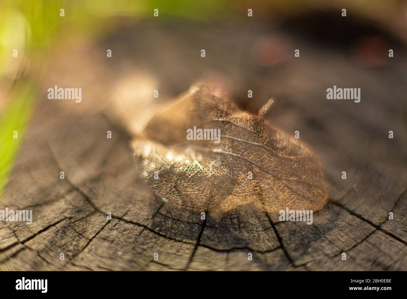 Skeleton leaf beetle hi-res stock photography and images - Alamy